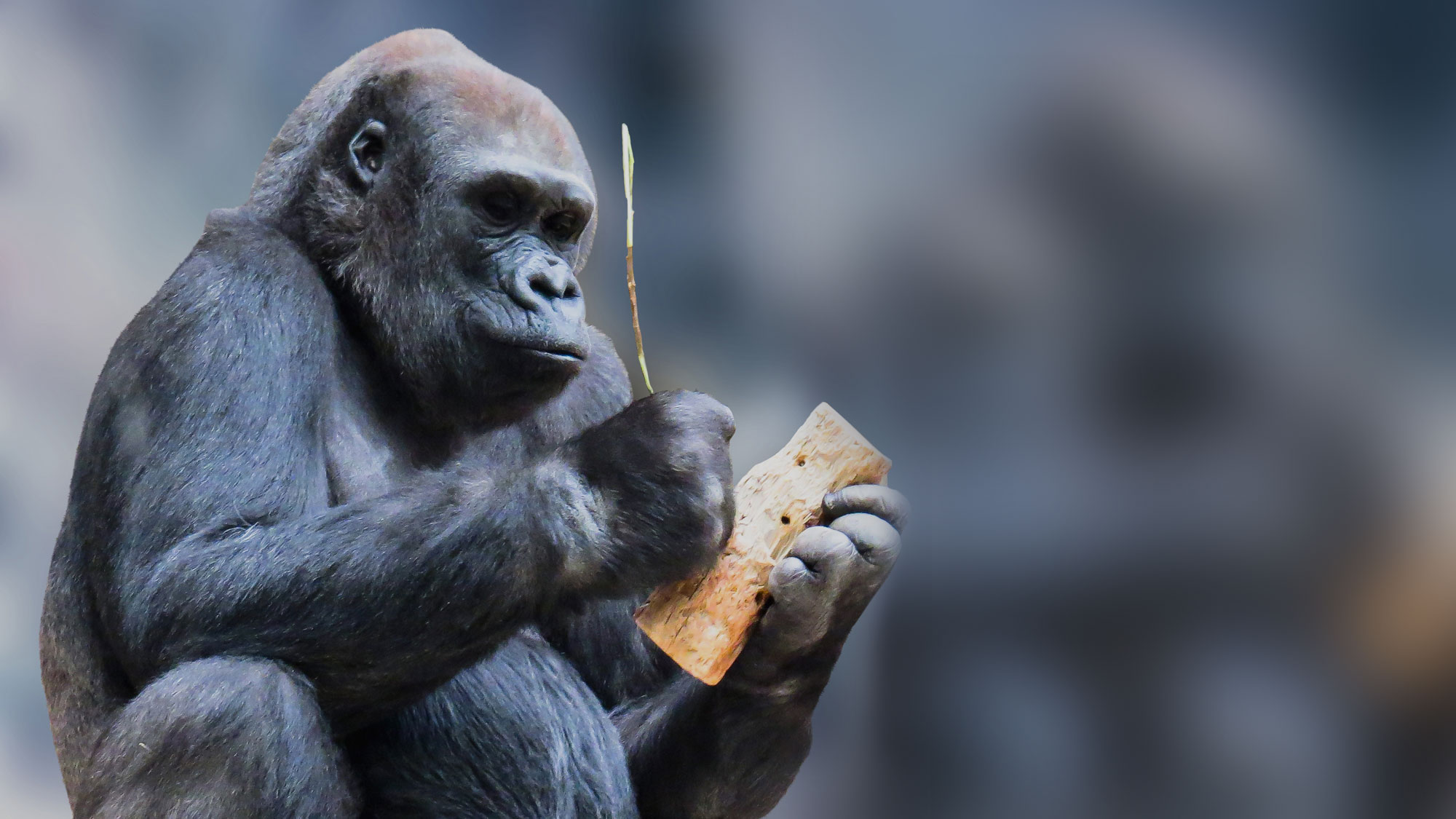 State of development at Evermade 2017 - Evermade